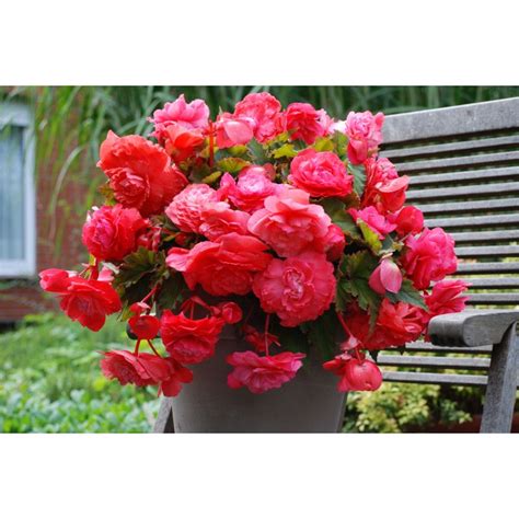 Begonia Odorata Pink Delight Fragrant Pink Begonia