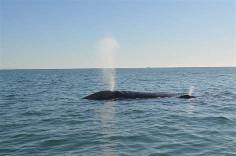 Infografía El Viaje De La Ballena Gris Comisión Nacional De Áreas