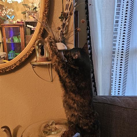 Lump Lingered Last In Line For Brains R Torties