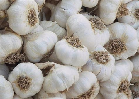 Лучшие сорта ярового чеснока
