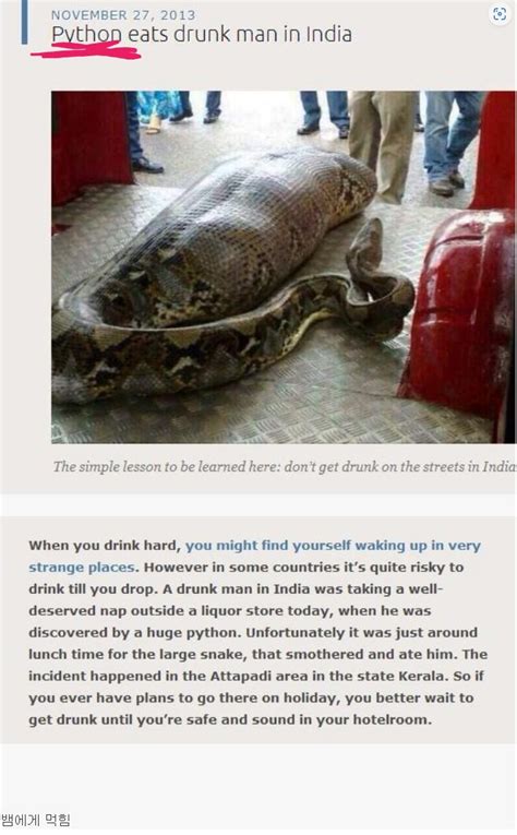 Reason Why An Anaconda Is Called Python In This Figure Programming