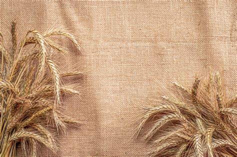 보리 매크로 전체 보리 수확 밀 콩나물 시리얼 빵 가루용 린넨 질감 또는 갈색 천연 면 배경에 밀 그레인 귀 또는 호밀 스파이크 식물 디자인 요소 0명에 대한 스톡 사진 및