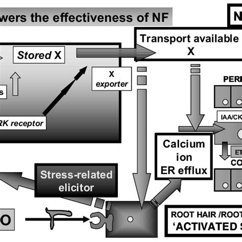 Autoregulation Of Nodulation Aon Model Download Scientific Diagram