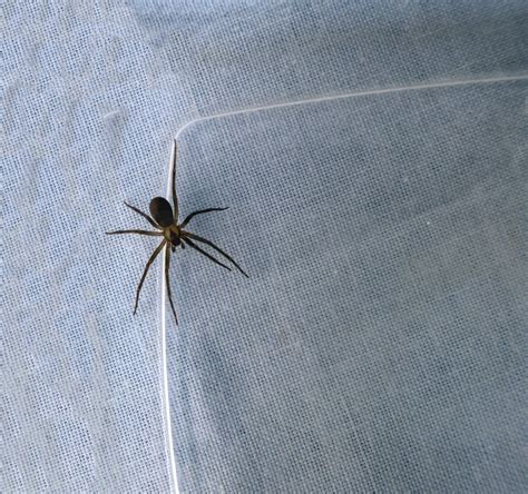 Pest Control Brown Recluse And Black Widow Prevention Tips Expert Pest Solutions