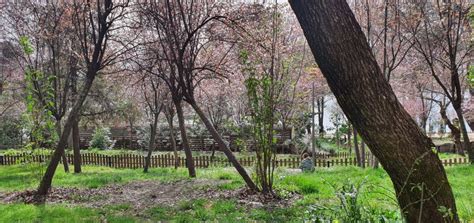 Tirana Lake Park Etleva Pushi