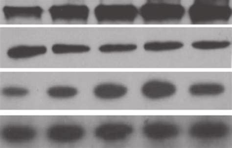 Mbg Induced Robust Stimulation Of Mesenchymal Marker Proteins Download Scientific Diagram