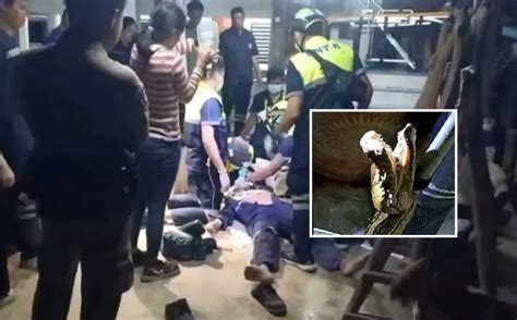 Rescue Volunteer Attacked By Python While Rescuing Cat