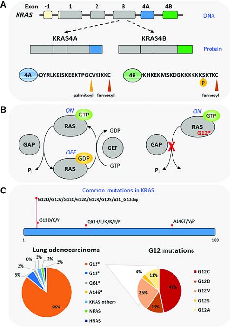 Difference Between Kras Mutation And Kras Wild Type At Alden Ortiz Blog