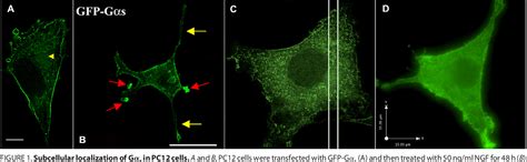 Figure From Activation Of Microtubule Dynamics Increases Neuronal Growth Via The Nerve Growth