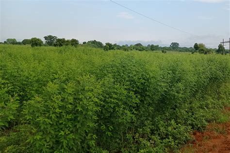 မင်းဘူး စကု မြို့နယ်၌ ပဲစင်းငုံများ ဈေးကောင်းရရှိ၍ စိုက်ပျိုးသူတို့ အဆင်ပြေလျက်ရှိ Information