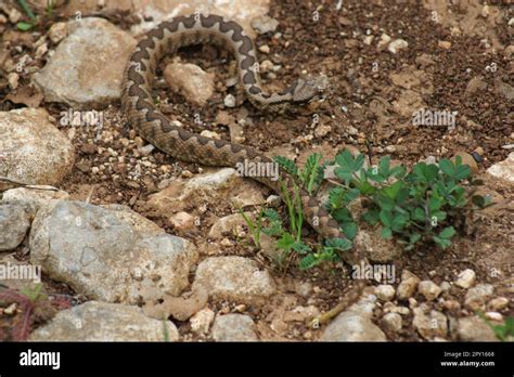 Viper Snake And Nature Stock Photo Alamy