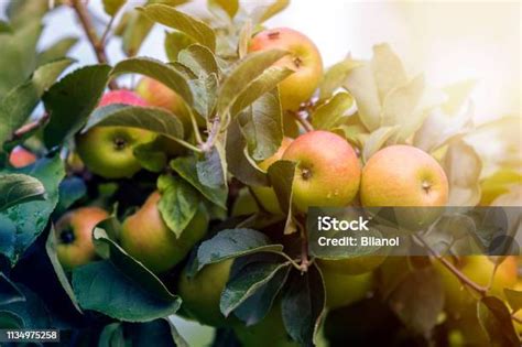 흐린 Bokeh 파란색 배경에 밝은 여름 태양에 의해 조명 녹색 잎 사과 나무 지점에 숙성 매달려이 슬 방울과 아름 다운 녹색 사과의 클로즈업 무리 농업 개념입니다 0명에