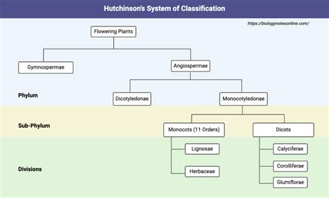 Systems Of Classification Artificial Natural And Phylogenetic