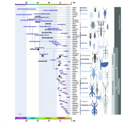 Time Calibrated Phylogeny Of Phasmatodea Inferred Phylogenetic
