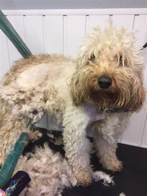 Cockapoo Grooming The Ultimate Guide