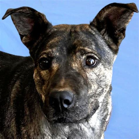 Vba Is There A Way To Create A Macro That Converts These Hyperlinks