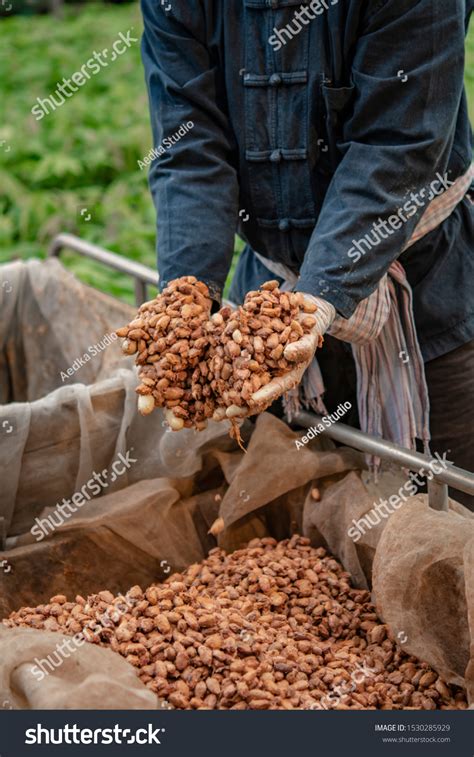 996 Cacao Bean Fermentation Images Stock Photos Vectors Shutterstock