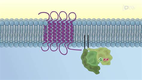 Video G Protein Coupled Receptors