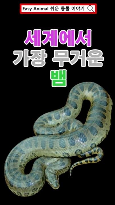 세계에서 가장 무거운 뱀 Youtube