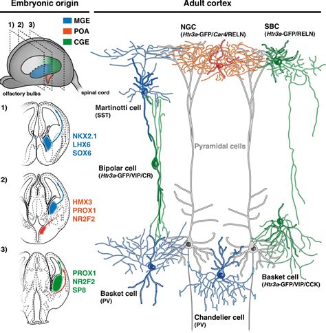 Neurogliaform Cortical Interneurons Derive From Cells In The Preoptic Area Elife