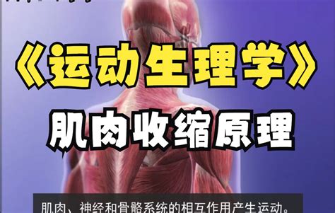 骨骼肌的运动原理1运动终板神经递质乙酰胆碱突触前后膜突触间隙 哔哩哔哩 bilibili
