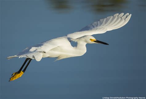 Great Egret Vs Snowy Egret