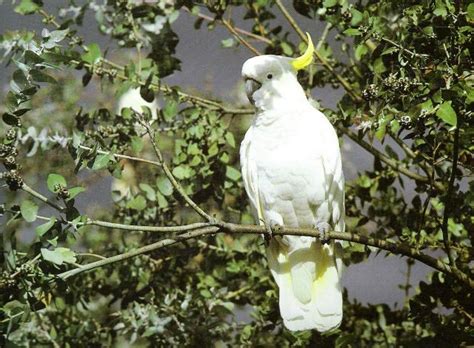 Sulphur Crested Cockatoo Classification Hasma