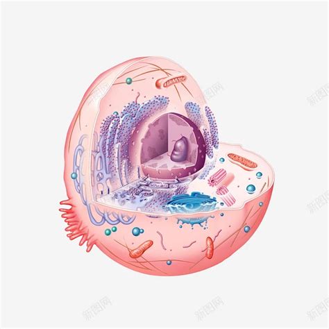 彩色细胞核结构 免费下载 页面网页 平面电商 创意素材 花瓣网