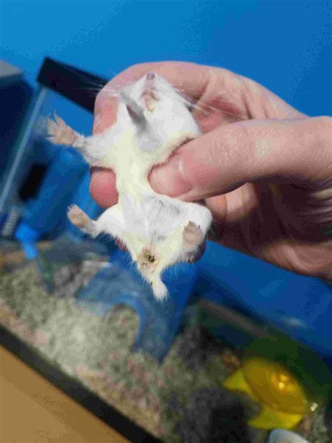 Pregnant Robo Hamster