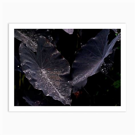 Raindrops On Leaves Art Print By Art Shop Fy
