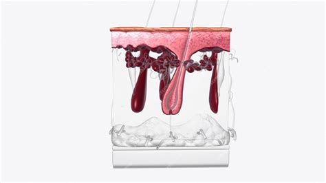 Premium Photo The Epidermis Is The Outermost Of The Three Layers That