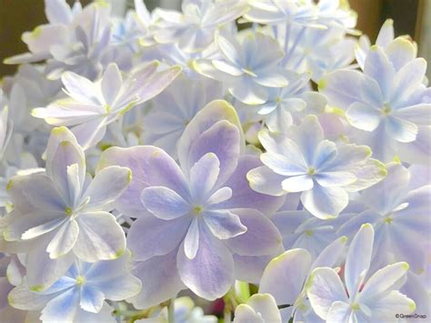 夏に咲く花の名前一覧夏の花の名前と種類を徹底解説 HORTI ホルティ by GreenSnap