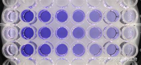 生物膜结晶紫检测 知乎