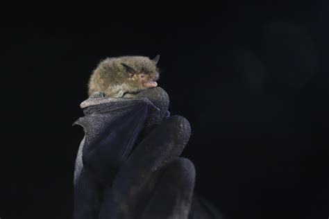 New Indiana Bat Hibernaculum Discovered In Alabama Outdoor Alabama