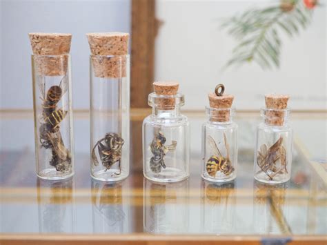 Real Pollinator Insect In Vial Your Choice Dried Bee Etsy
