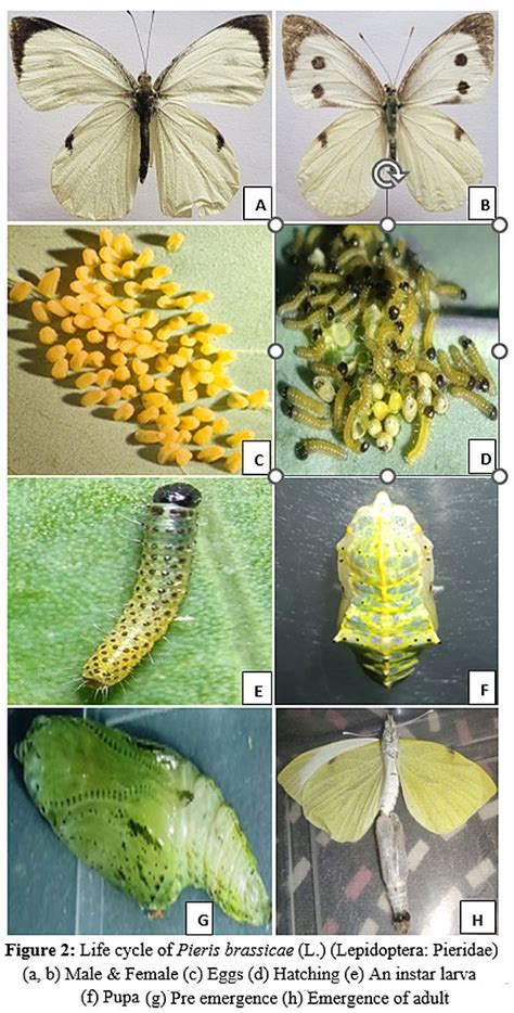 Impact Of Various Brassica Species On The Developmental Response Of