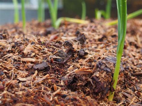 The Benefits Of Mulching Your Garden