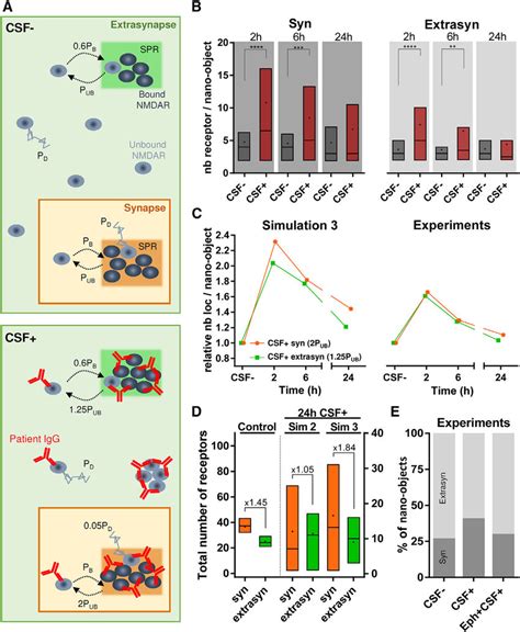 Monte Carlo Simulations Recapitulate Experimental Results A Schematic