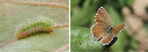 Farfalla Del Geranio