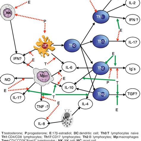 The Complex Interaction Between Steroid Sex Hormones And Immune Cells