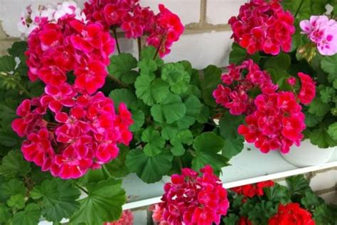 Пеларгонія герань 75 фото види догляд та вирощування