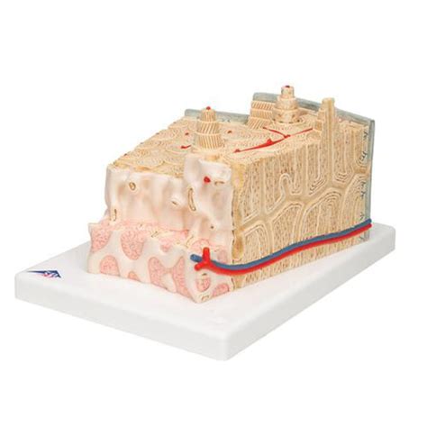 Microanatomy Bone Structure Anatomy Model Skeletal Tumors Fractures