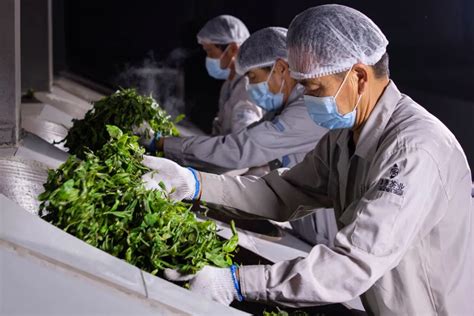 蒸青、炒青、晒青制茶工艺中的各种 青”有何不同？ 津乔匠制纯粹好茶