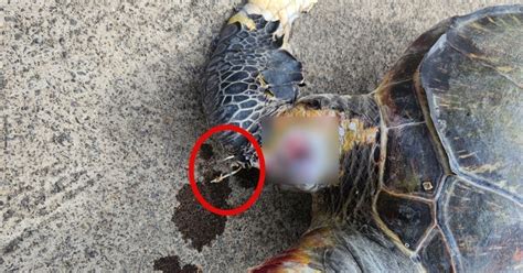 제주서 다리에 낚싯바늘 걸린 푸른바다거북 사체 발견