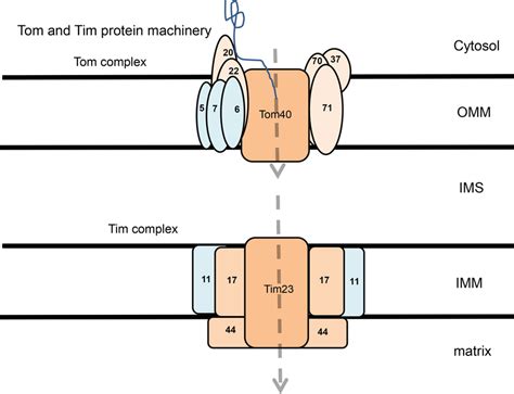 The Tim And Tom Complexes The Key Pore Proteins Are Tom40 And Tim23