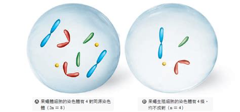 1 1 細胞的分裂 天女萬物論 ─新生命的誕生