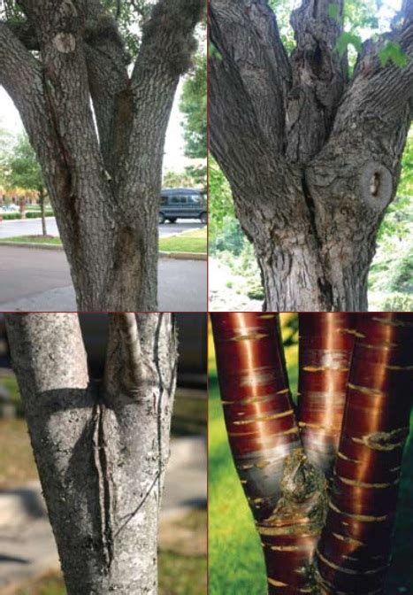 A Primer On Pruning Gardening In The Panhandle