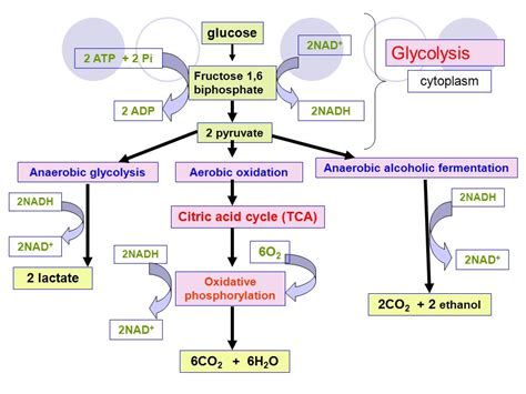 Metabolic Pathways Glycogen Synthesis And Breakdown Ppt Video Online