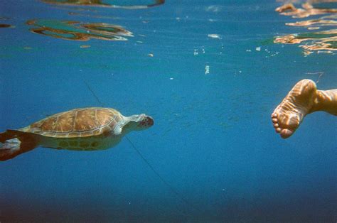 바다에서 수영하는 거북이와 사람 사진 Unsplash의 무료 파랑 이미지