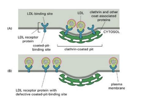 Cell And Dev Lecture 4 — Membrane Trafficking Flashcards Quizlet